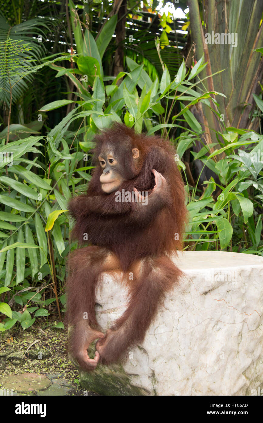 Monkey hand hi-res stock photography and images - Alamy