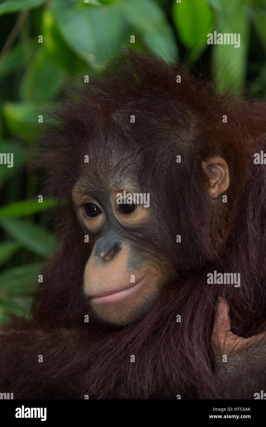 Primate hand wildlife hi-res stock photography and images - Alamy