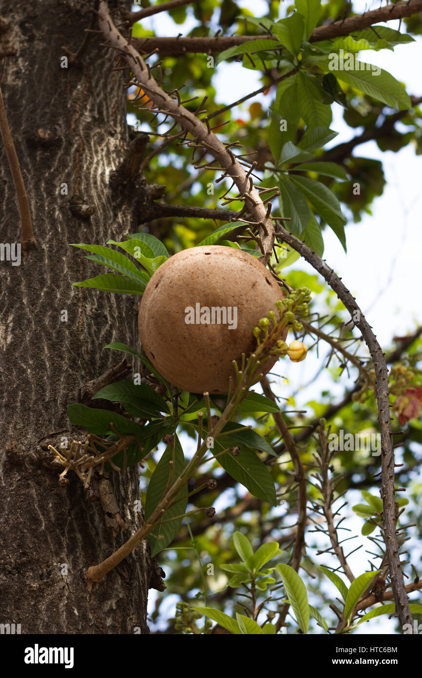 Sal tree hi-res stock photography and images - Alamy