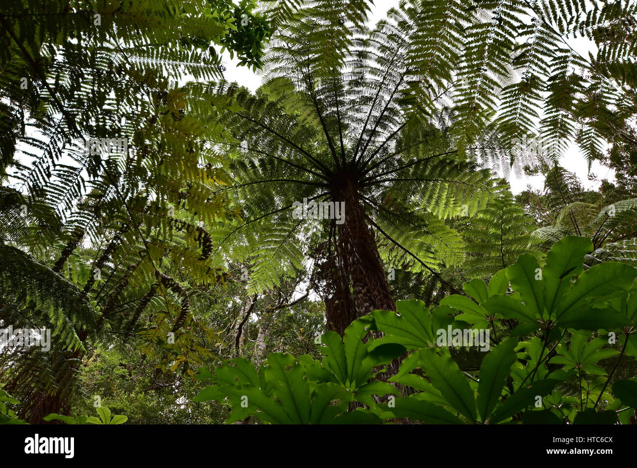 Giant ferns spreading their branches among other trees and dense ...