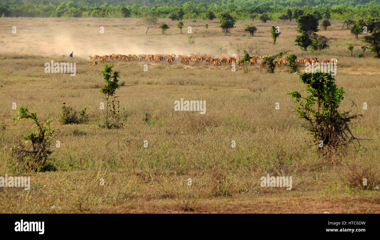 Amazing scene at Vietnam countryside in evening, cowherd herd cows on ...