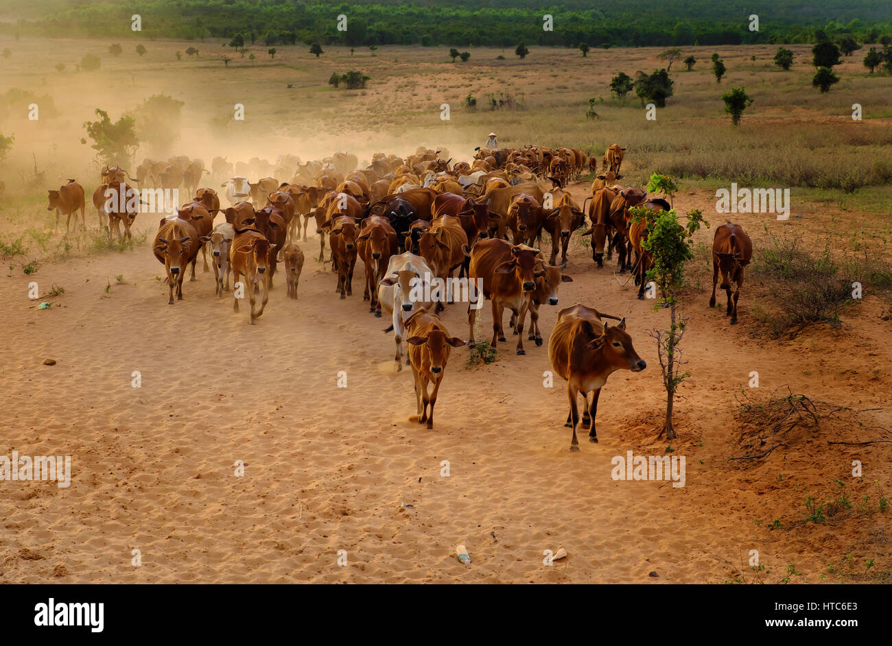 Amazing scene at Vietnam countryside in evening, cowherd herd cows on ...