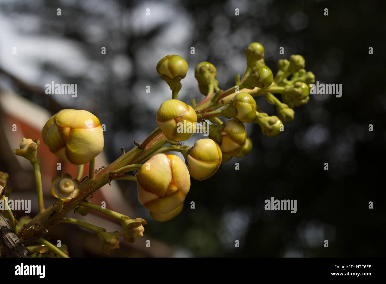Sal tree in thailand Stock Photo - Alamy