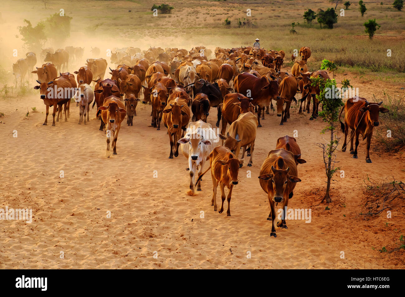 Amazing scene at Vietnam countryside in evening, cowherd herd cows on ...