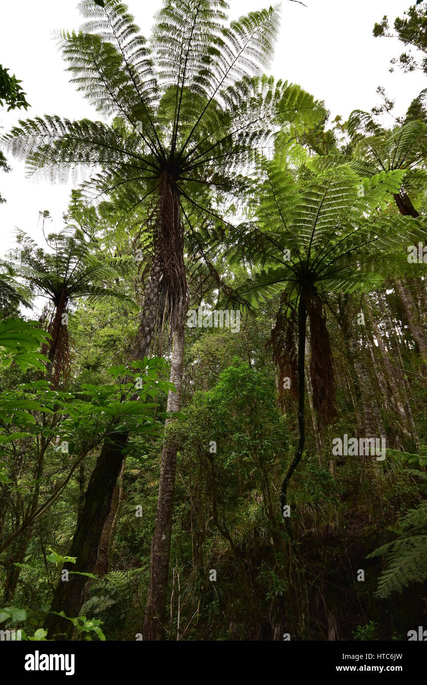 Giant ferns spreading their branches among other trees and dense ...