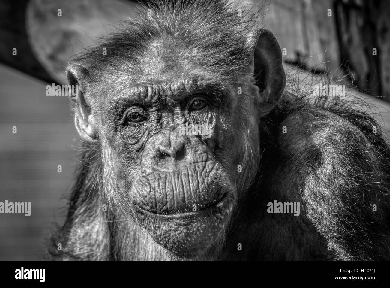 Chimp zoo group Black and White Stock Photos & Images - Alamy