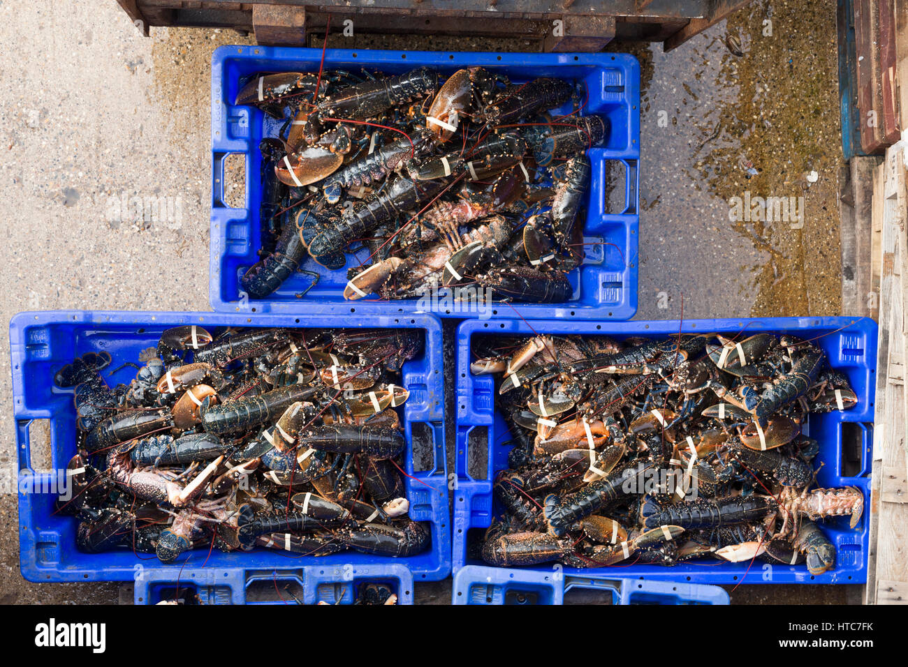 Lobster Caught Bridlington North East Coast Yorkshire England UK Stock ...