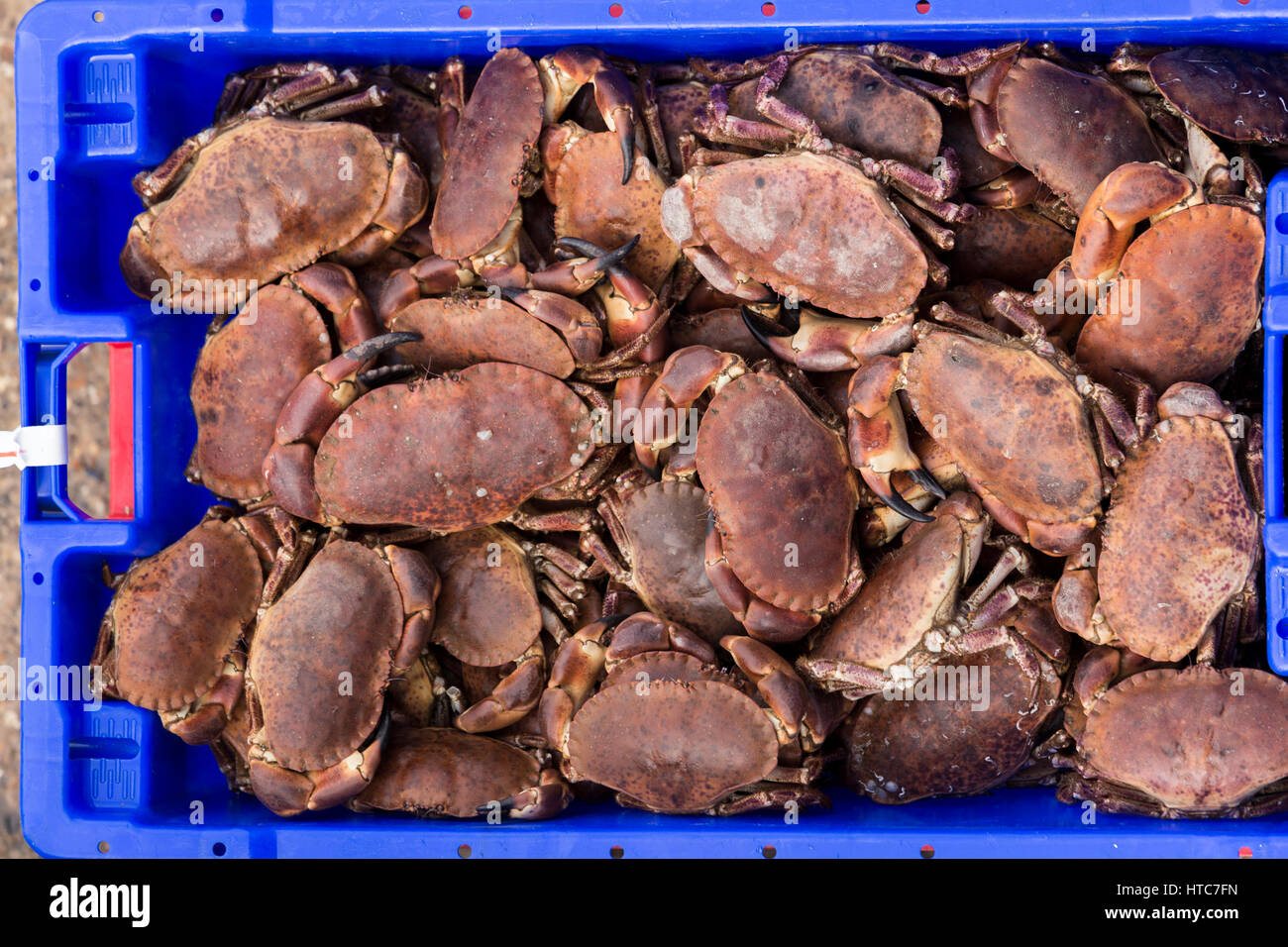 Box of Crabs Caught in Bridlington East Yorkshire England UK Stock ...
