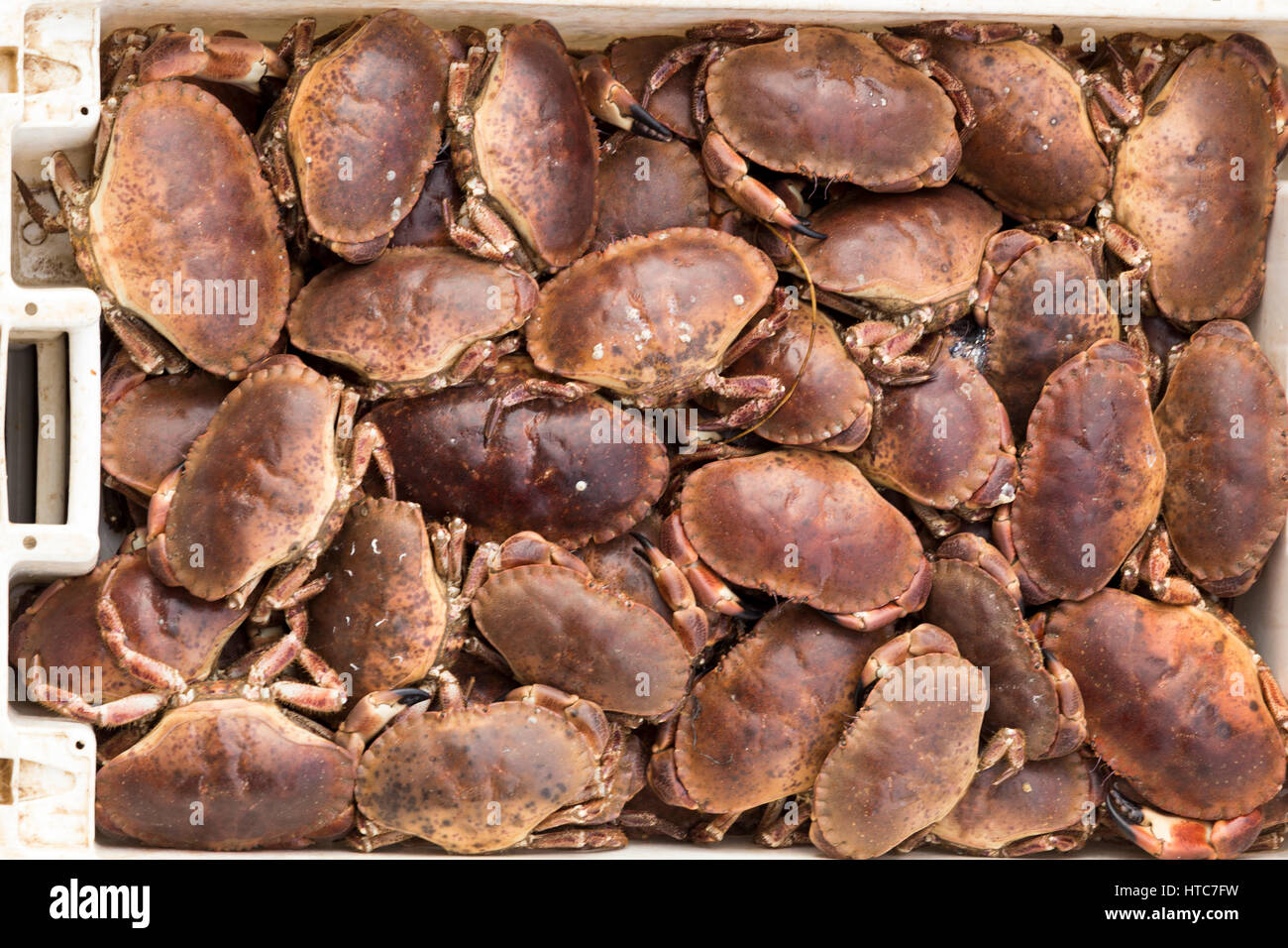 Crabs uk hi-res stock photography and images - Alamy