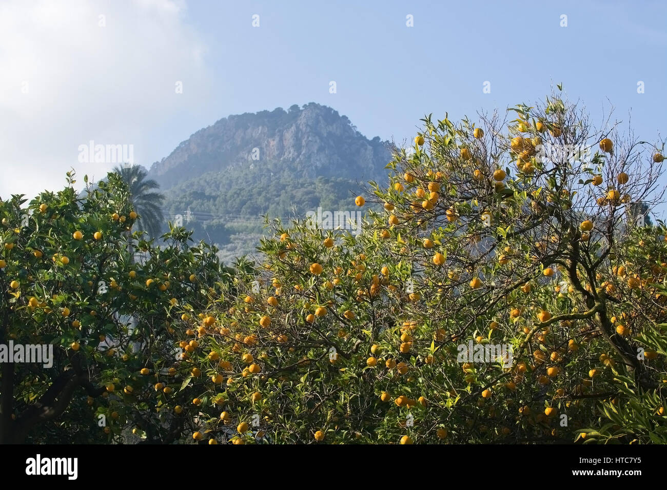Orange tree with fruits in Soller, Mallorca Balearic islands Spain in ...