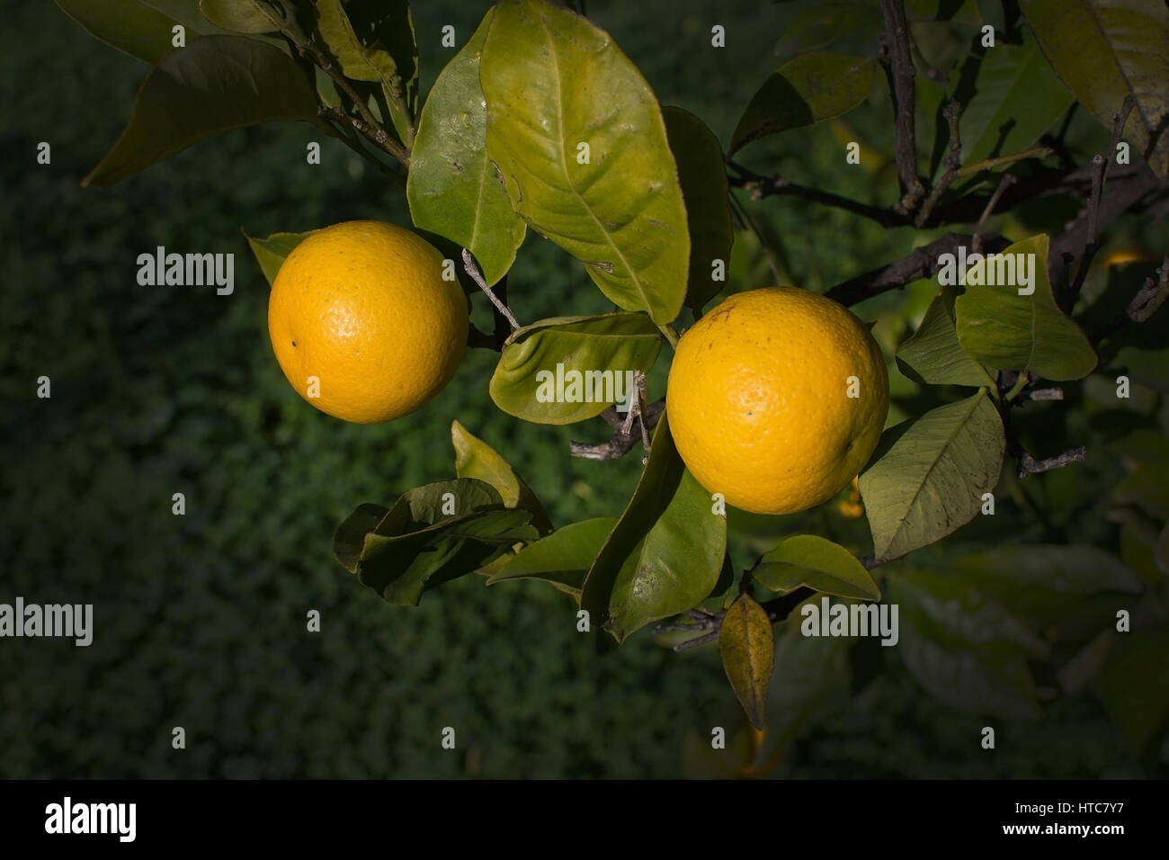 Mallorca orchard tree hi-res stock photography and images - Alamy