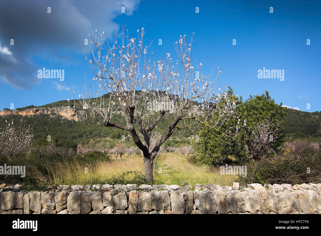 Blossoming almond trees in rural landscape with blue sky in Mallorca ...