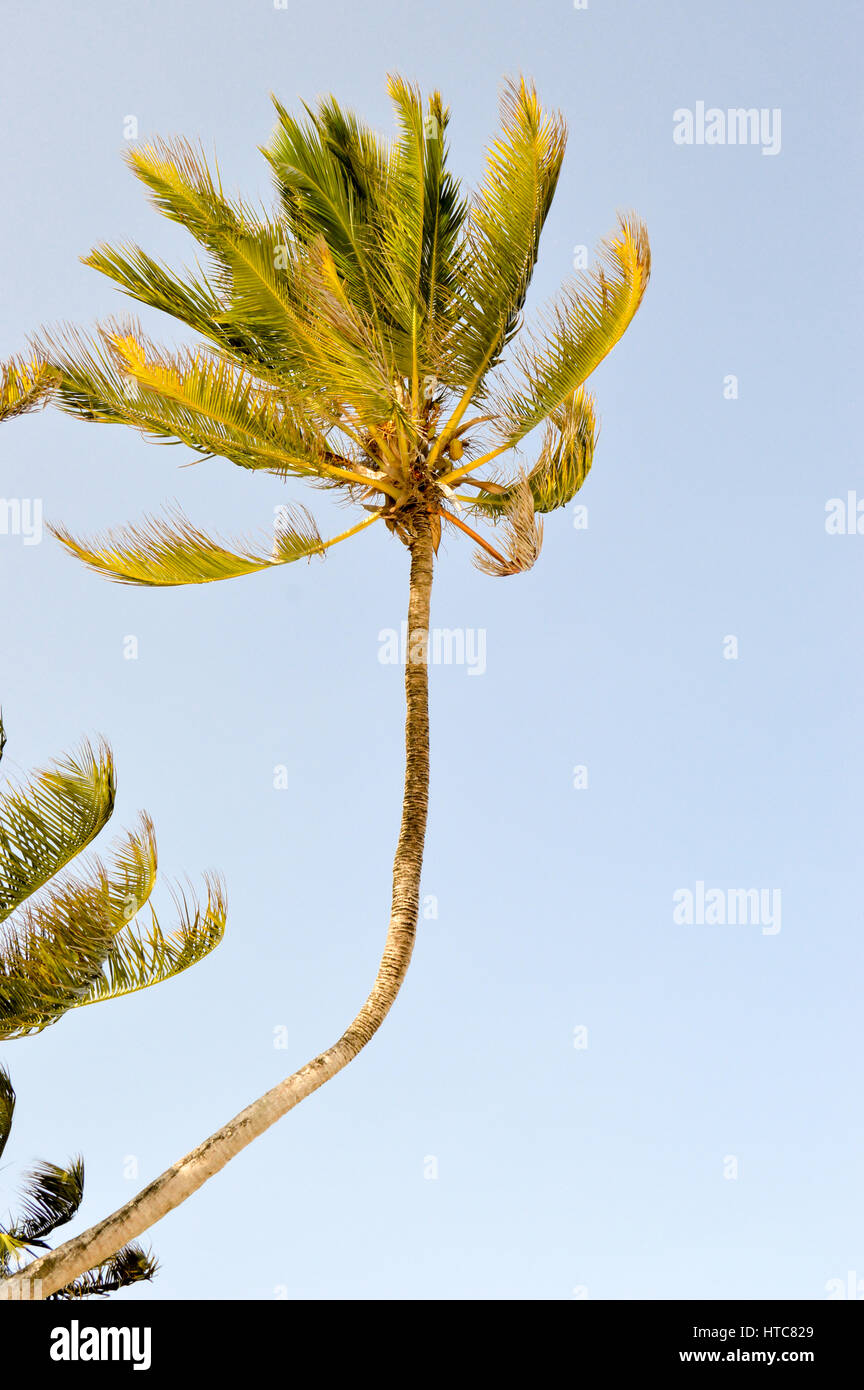 Palm tree bent to the wind on the sandy beach of Bamburi near Mombasa ...