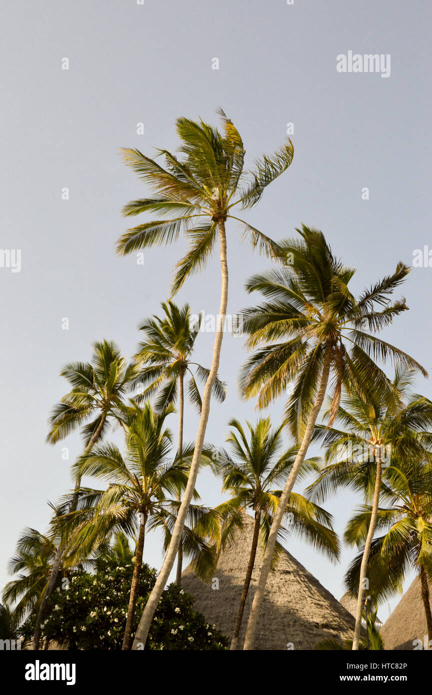 Coconut palm tree near white hi-res stock photography and images - Alamy