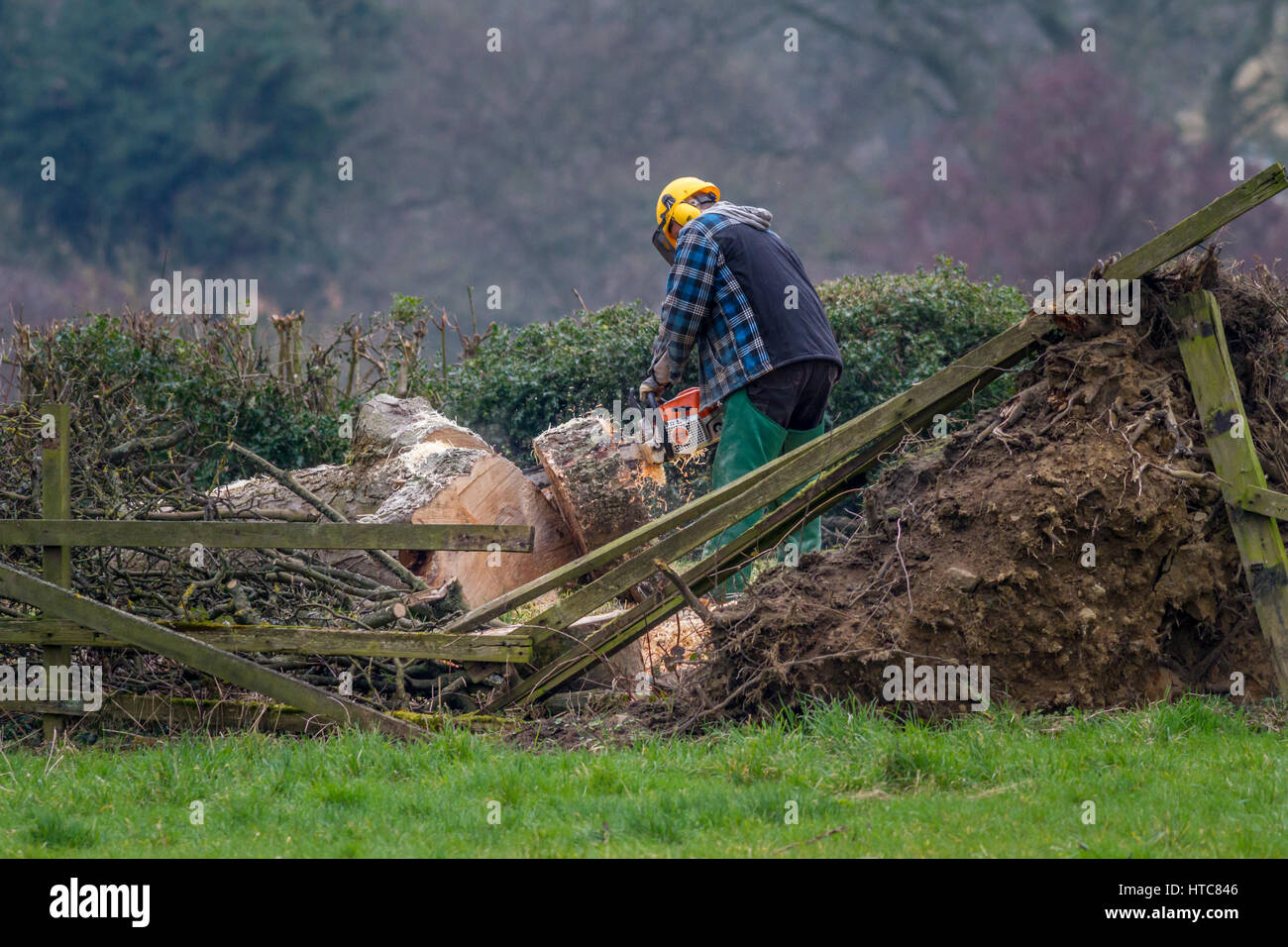 Tree surgeon using a chainsaw to remove a fallen tree following gales ...