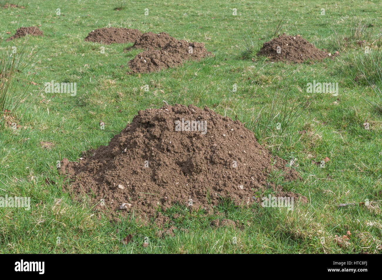 Fresh mole hill in a Cornish / Cornwall field - metaphor for the saying ...