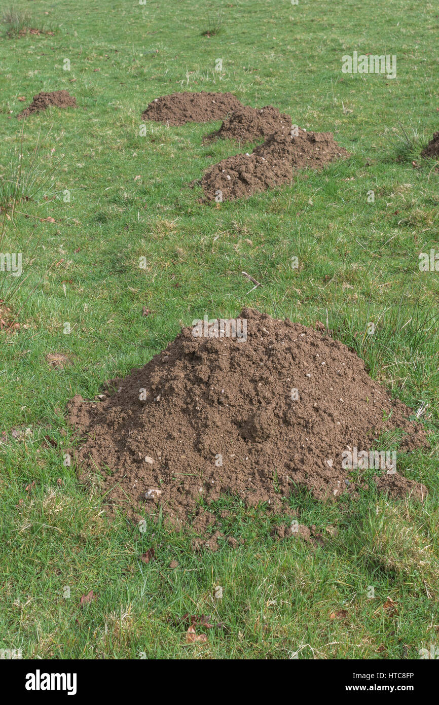 Fresh mole hill in a Cornish / Cornwall field - metaphor for the saying ...