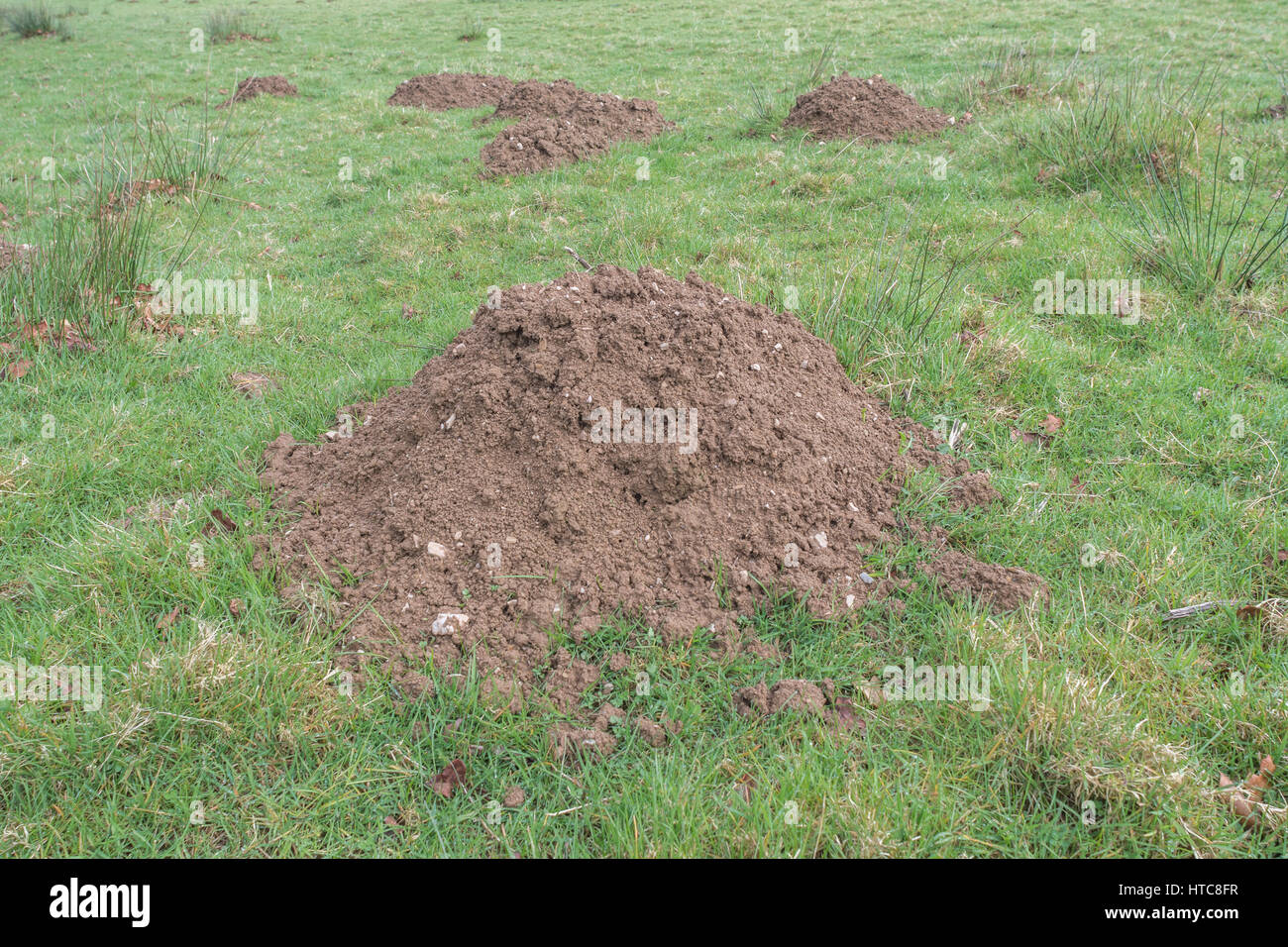 Fresh mole hill in a Cornish / Cornwall field - metaphor for the saying ...