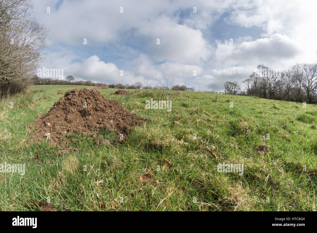 Fresh mole hill in a Cornish / Cornwall field - metaphor for the saying ...