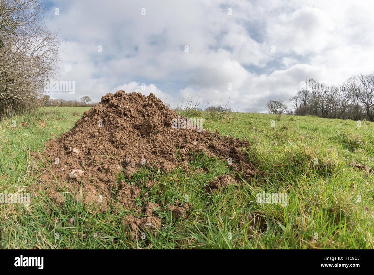 Fresh mole hill in a Cornish / Cornwall field - metaphor for the saying ...