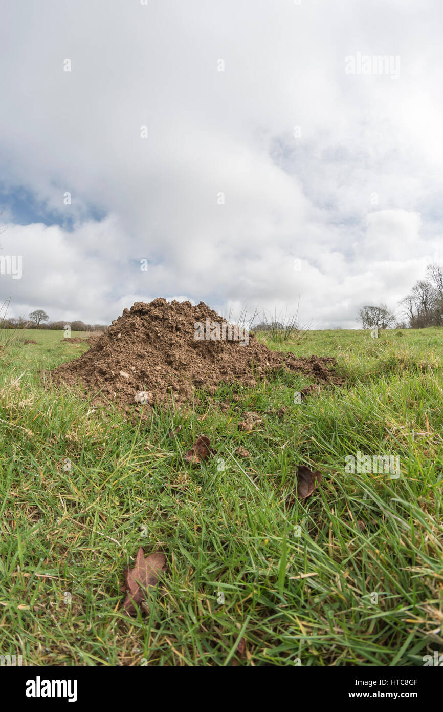 Fresh mole hill in a Cornish / Cornwall field - metaphor for the saying ...