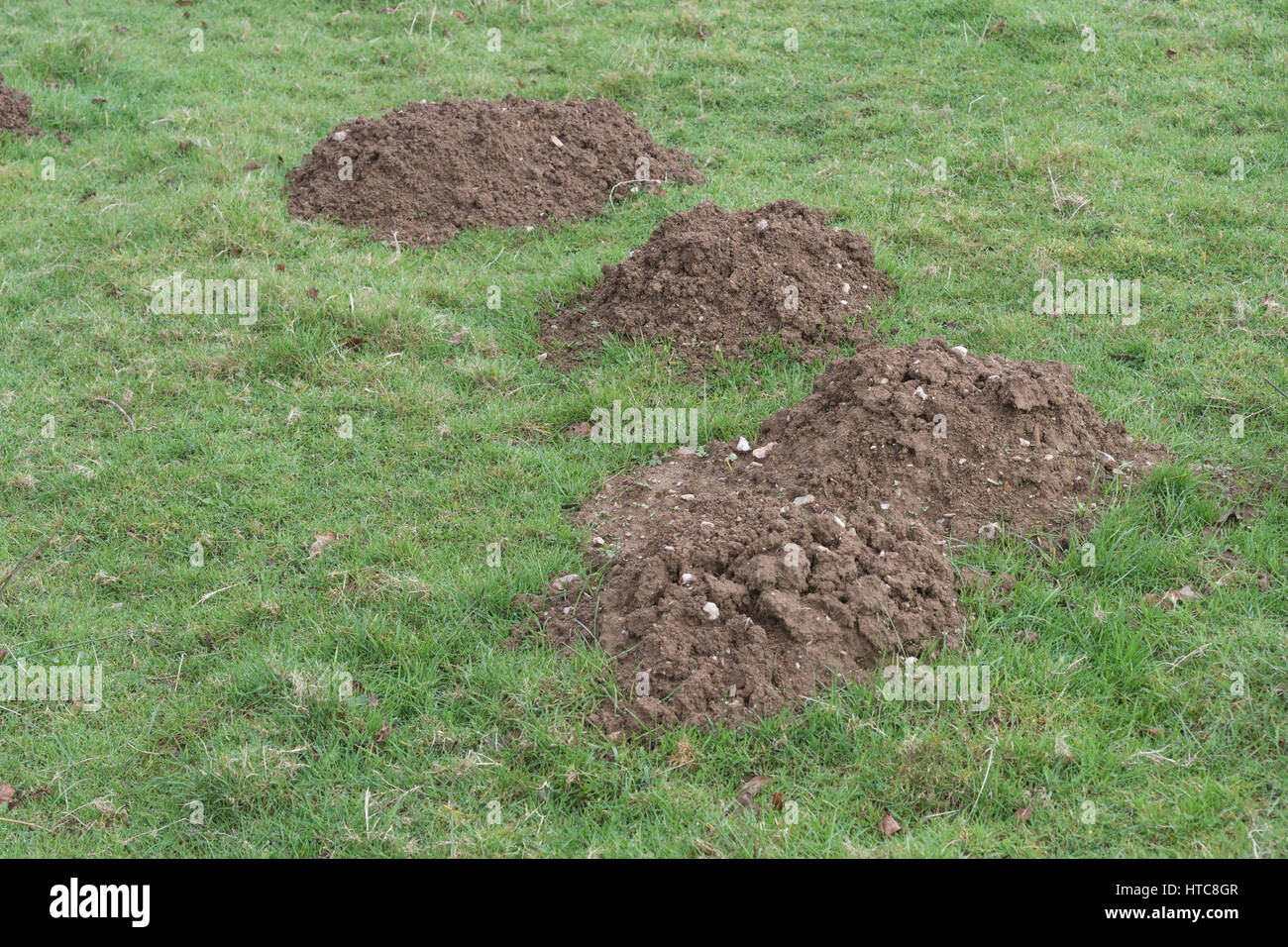 Fresh mole hill in a Cornish / Cornwall field - metaphor for the saying ...