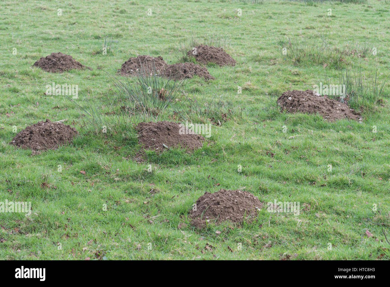 Fresh mole hill in a Cornish / Cornwall field - metaphor for the saying ...