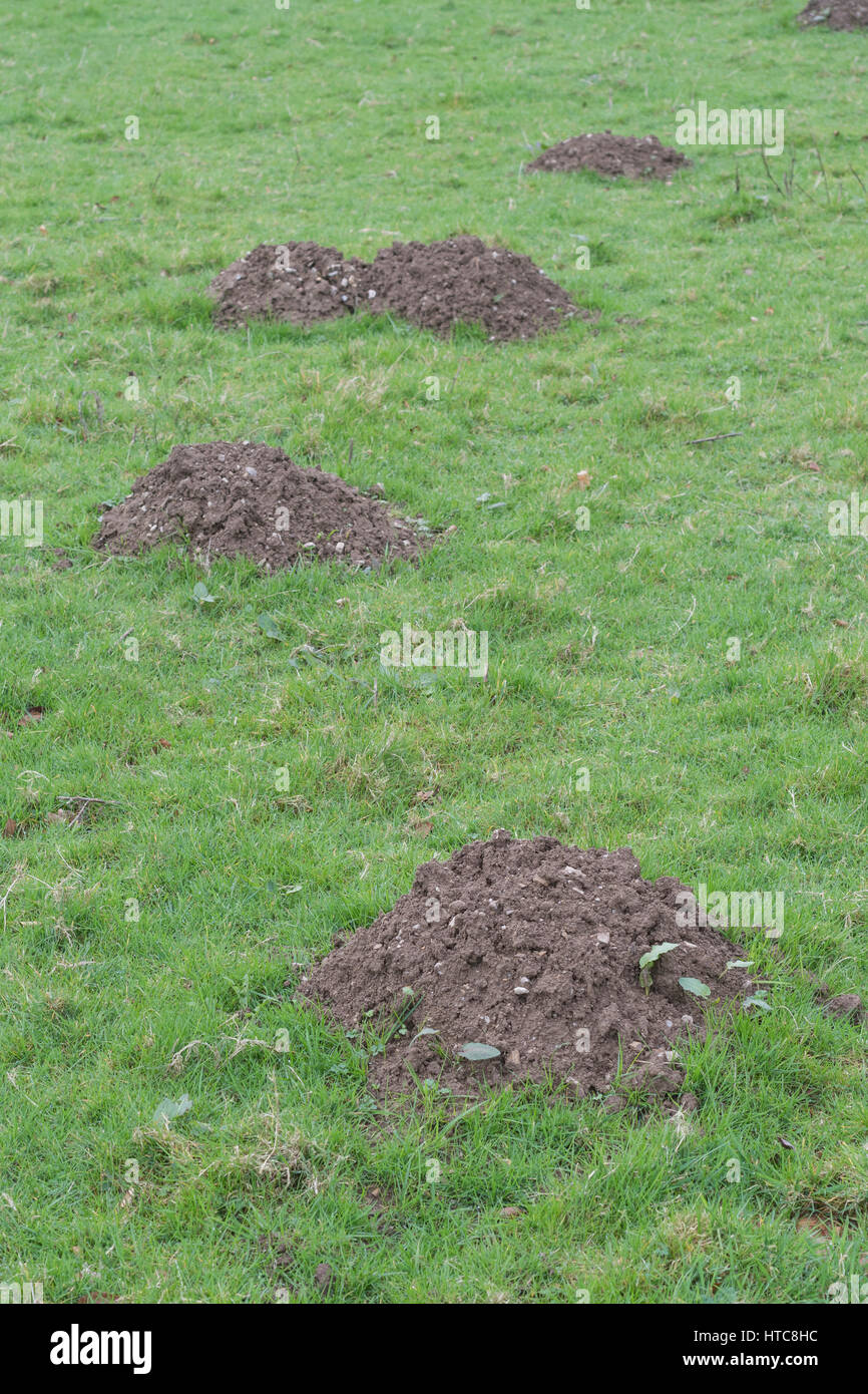 Fresh mole hill in a Cornish / Cornwall field - metaphor for the saying ...