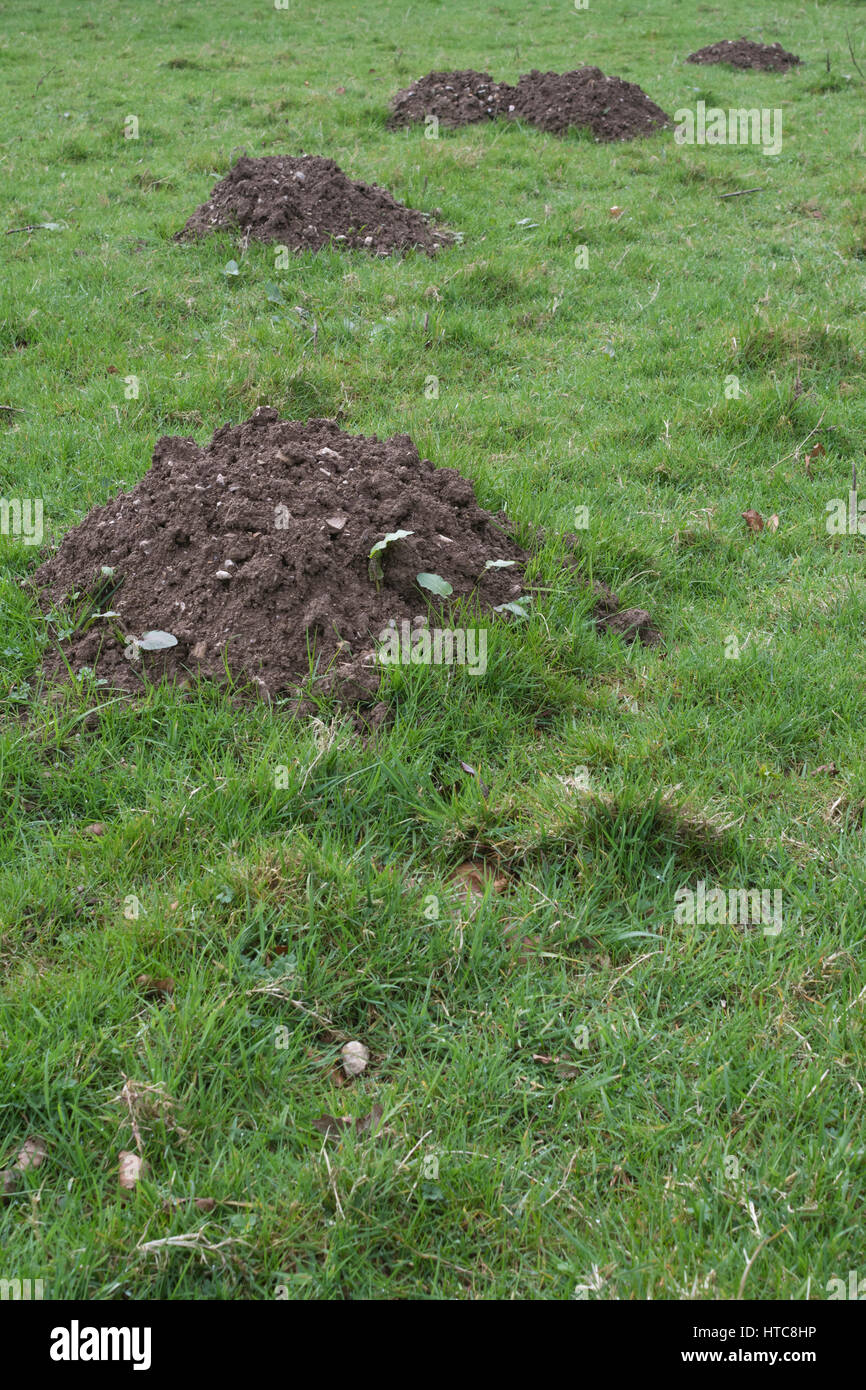 Fresh mole hill in a Cornish / Cornwall field - metaphor for the saying ...