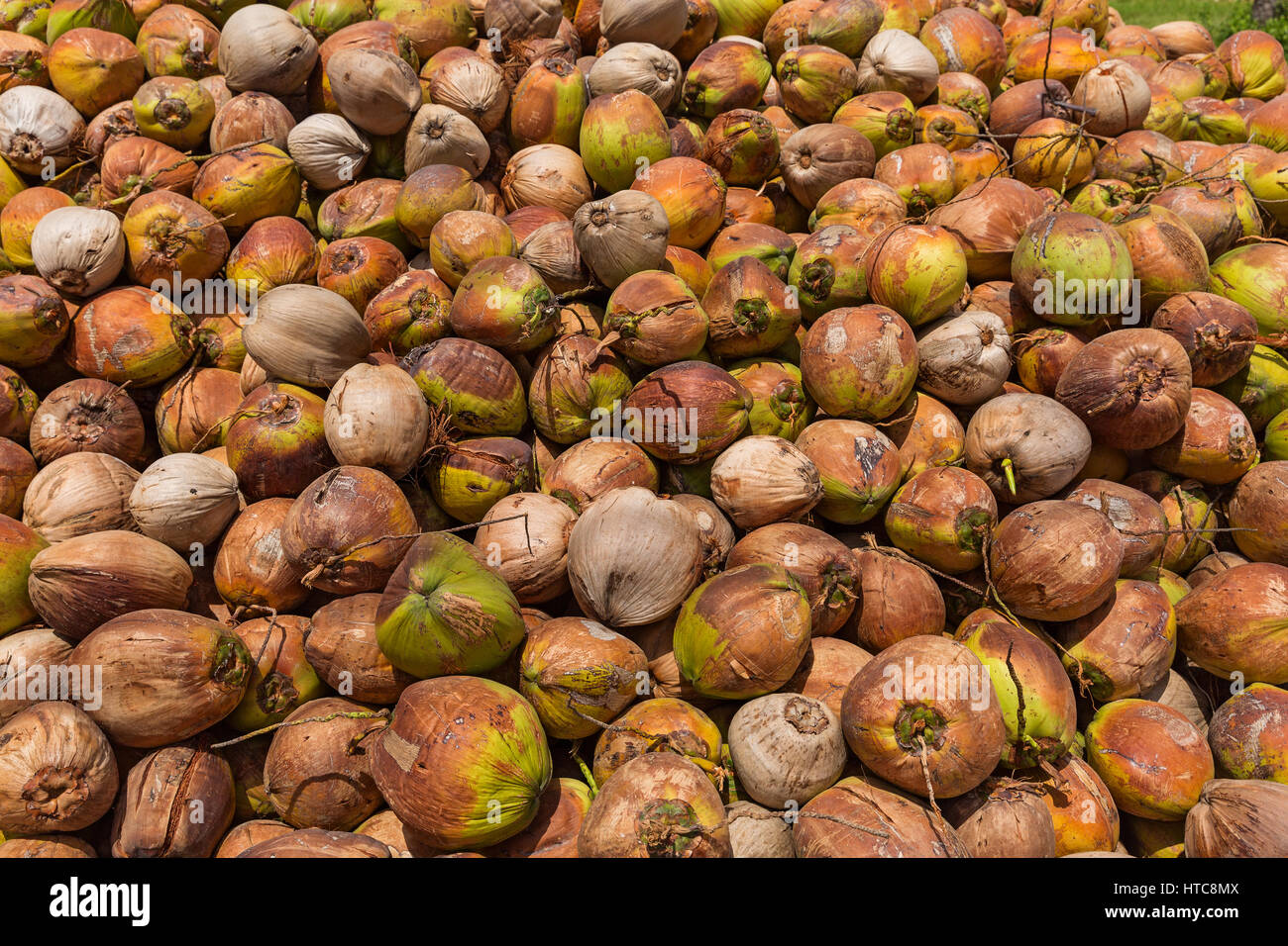 Crop of coconut in Thailand, a large pile on the ground Stock Photo - Alamy