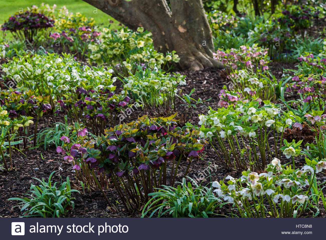 Spring Border Hellebores Stock Photos & Spring Border Hellebores Stock ...