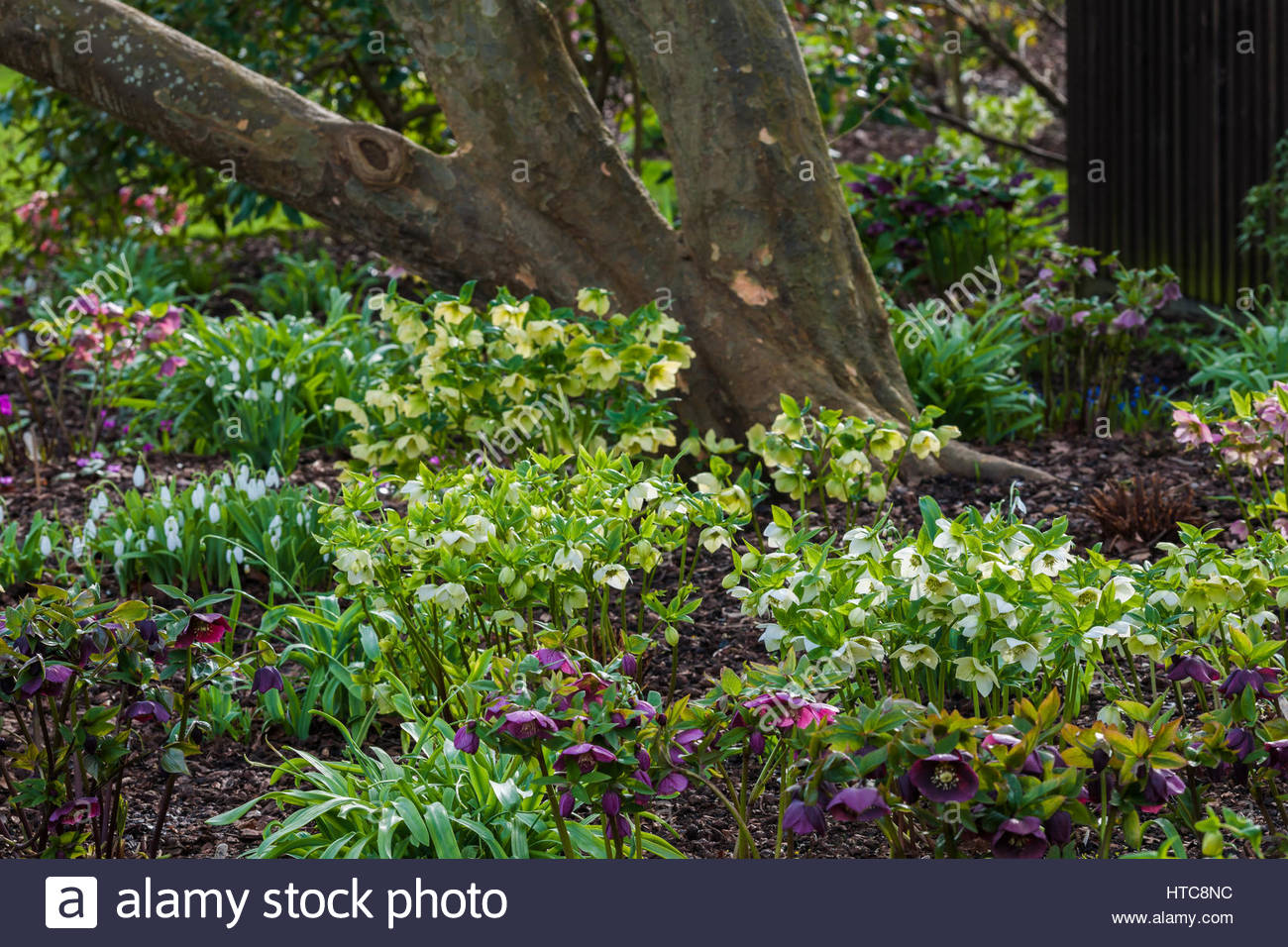 Spring Border Hellebores Stock Photos & Spring Border Hellebores Stock ...