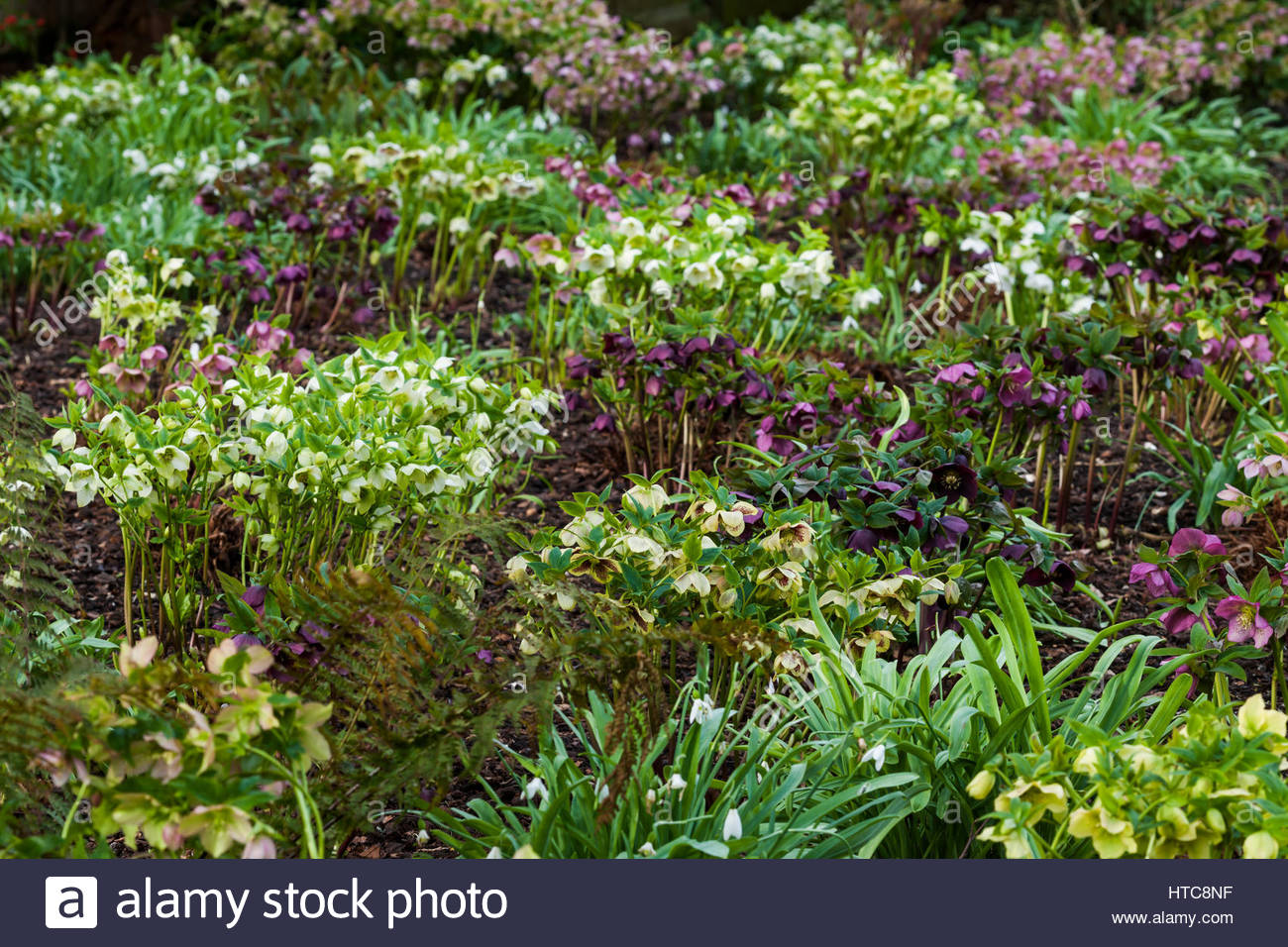 Spring Border Hellebores Stock Photos & Spring Border Hellebores Stock ...