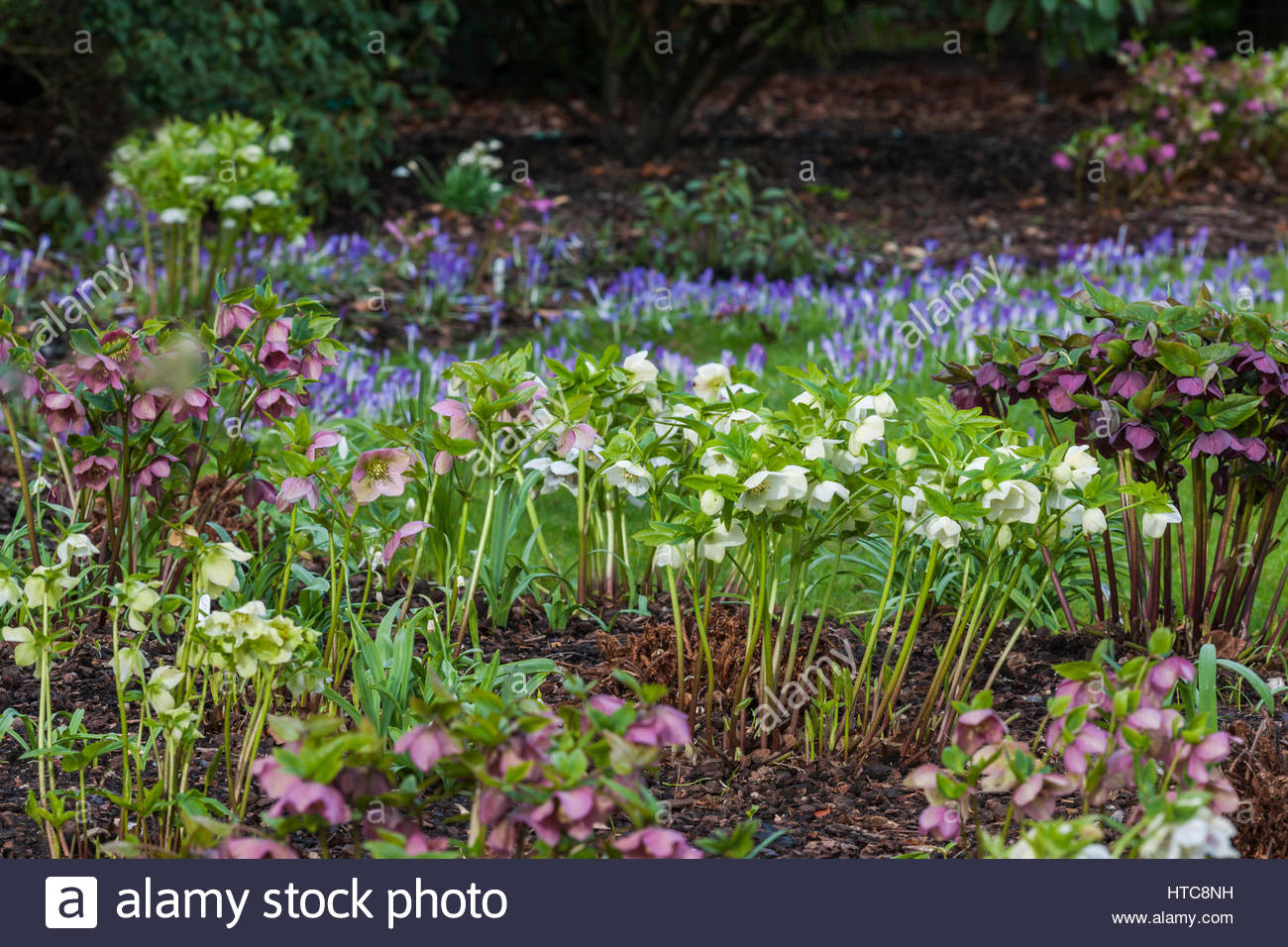 Spring Border Hellebores Stock Photos & Spring Border Hellebores Stock ...