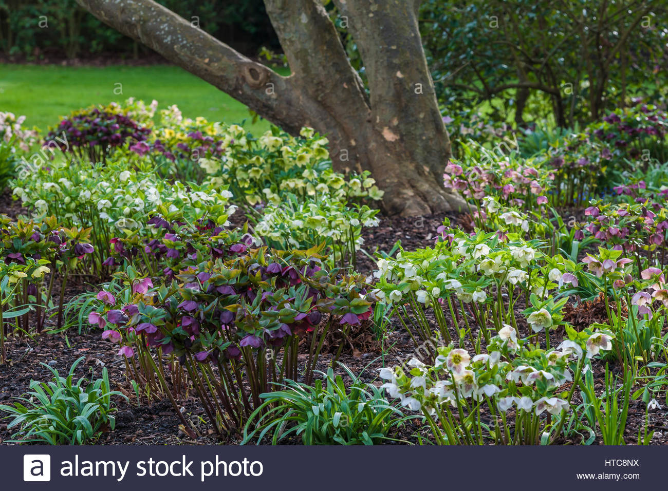 Spring Border Hellebores Stock Photos & Spring Border Hellebores Stock ...