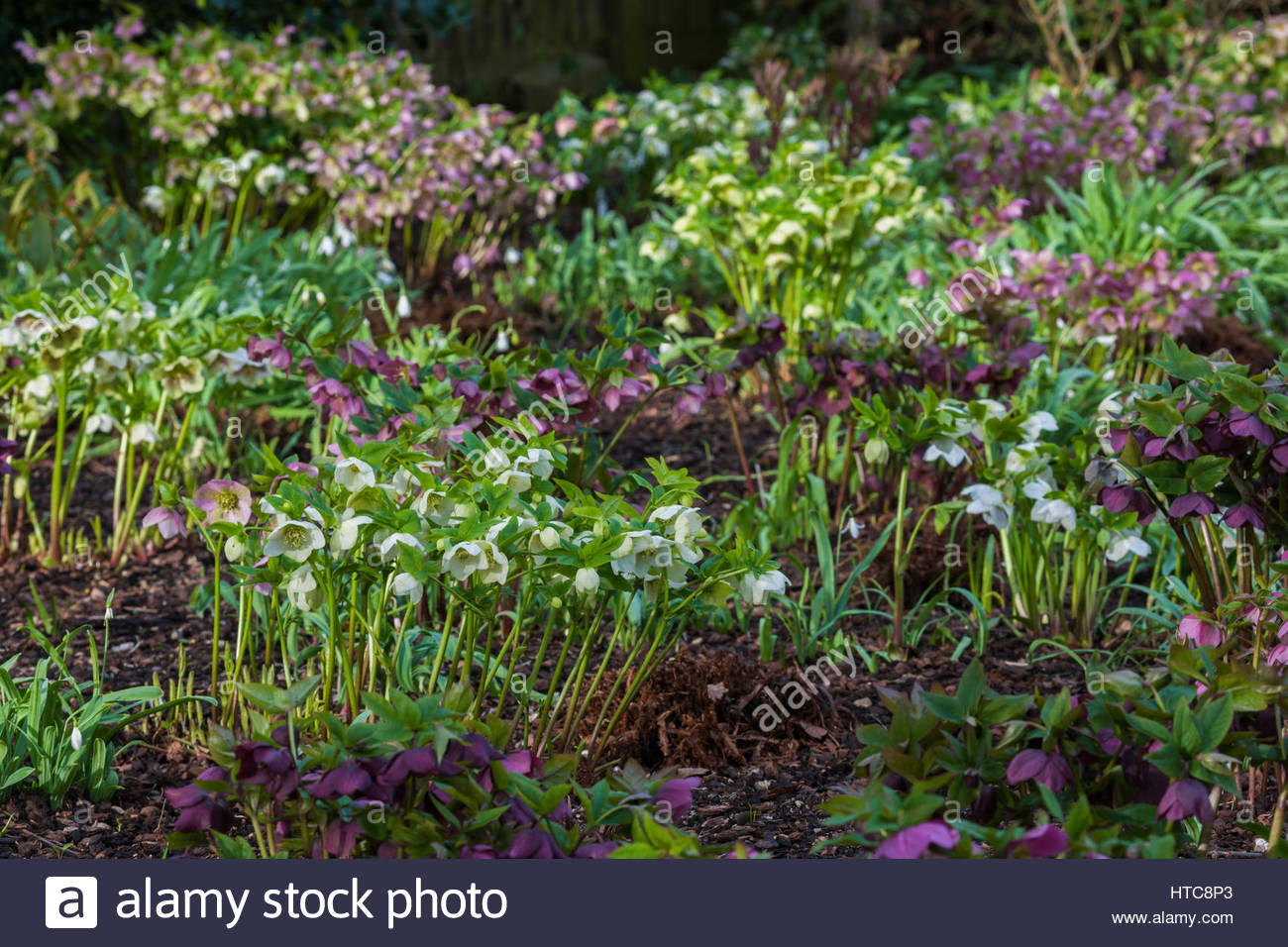 Spring Border Hellebores Stock Photos & Spring Border Hellebores Stock ...