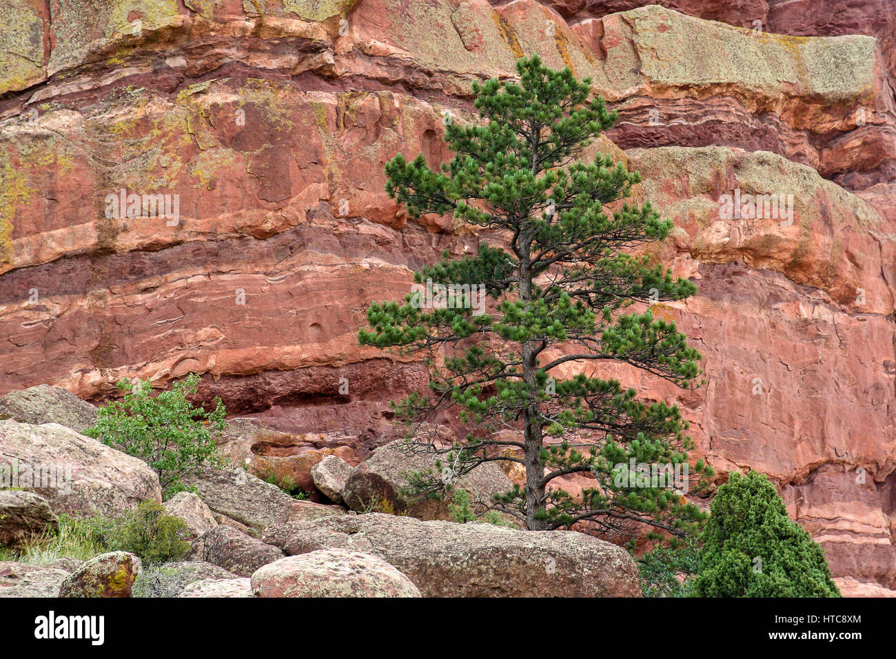 A close up of the red rock at Red Rocks State Park, with a tree in ...