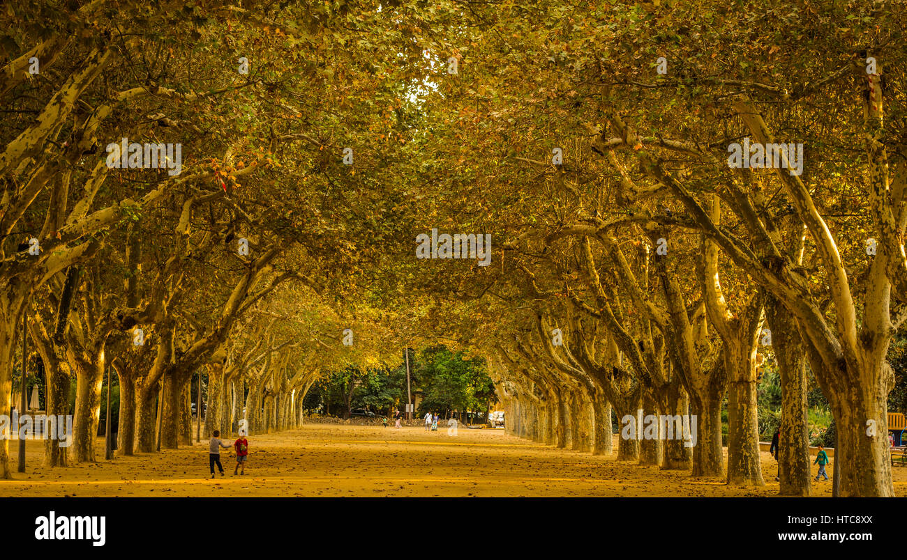 Yellow tree park Stock Photo - Alamy