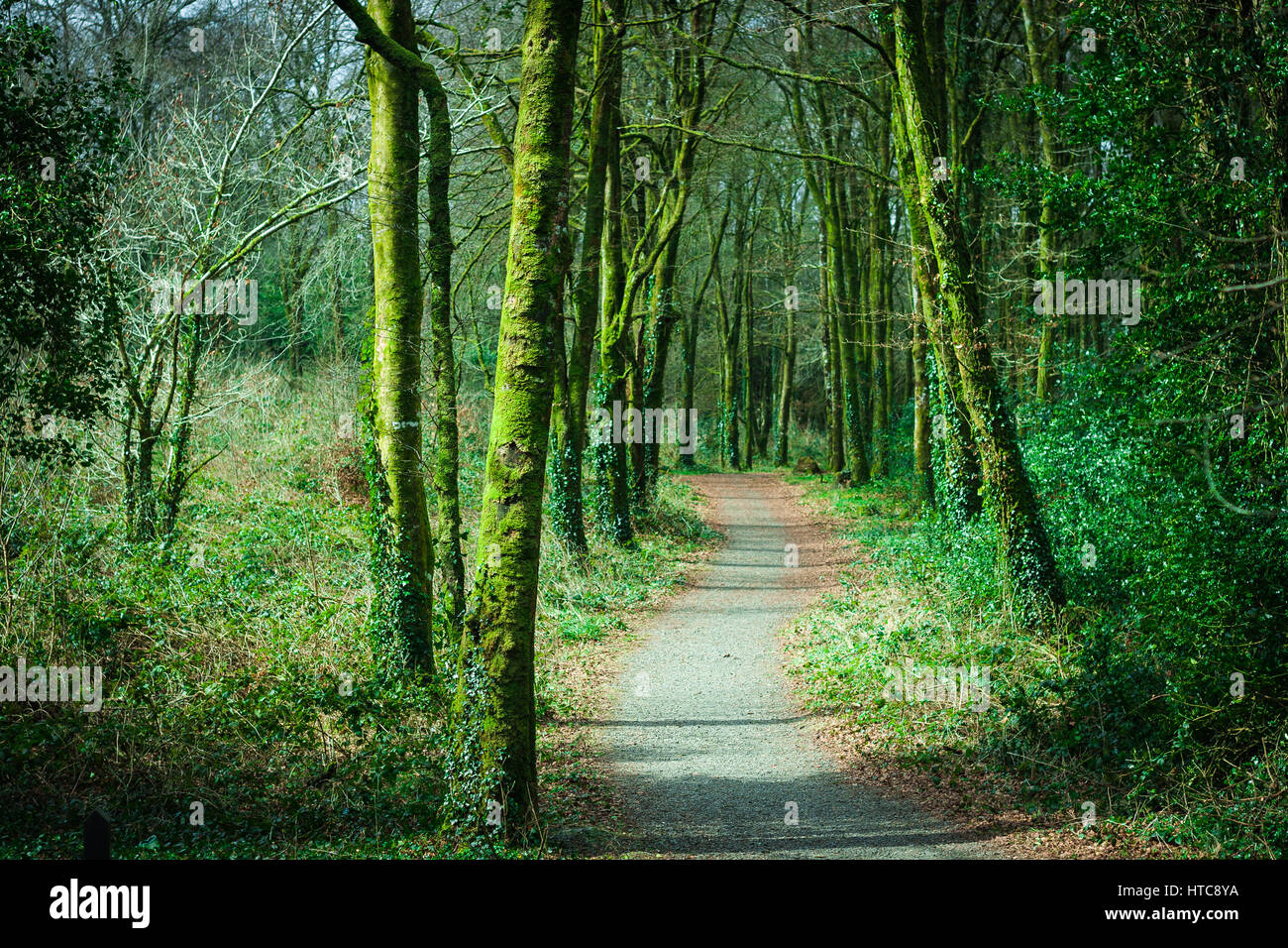 Green path of trees Stock Photo - Alamy