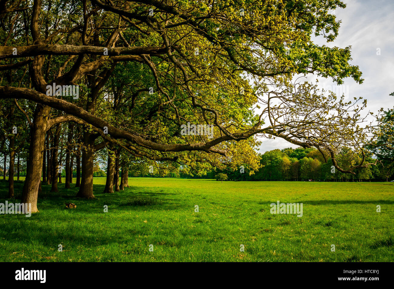 The arm of a tree Stock Photo - Alamy