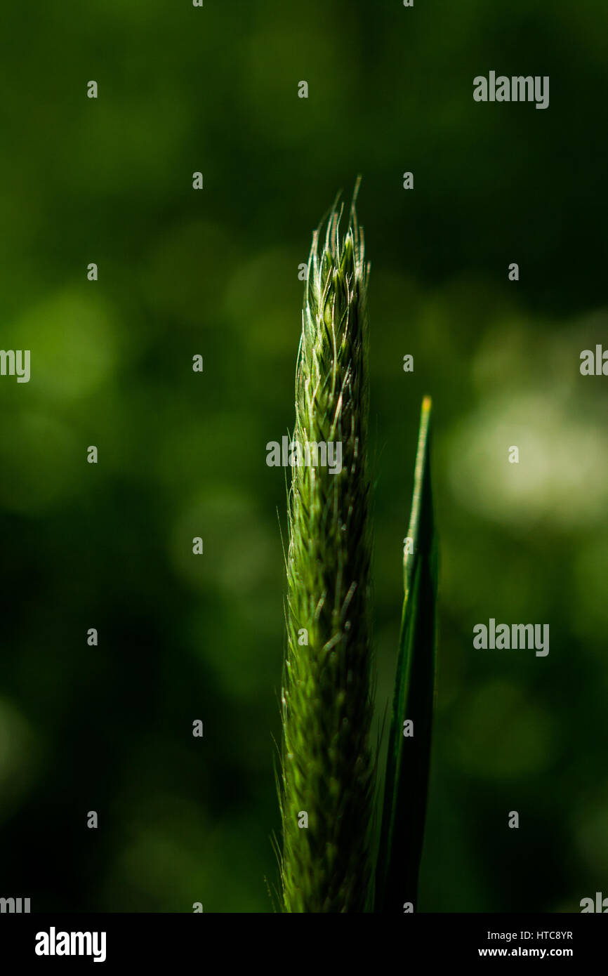Light on grass Stock Photo - Alamy