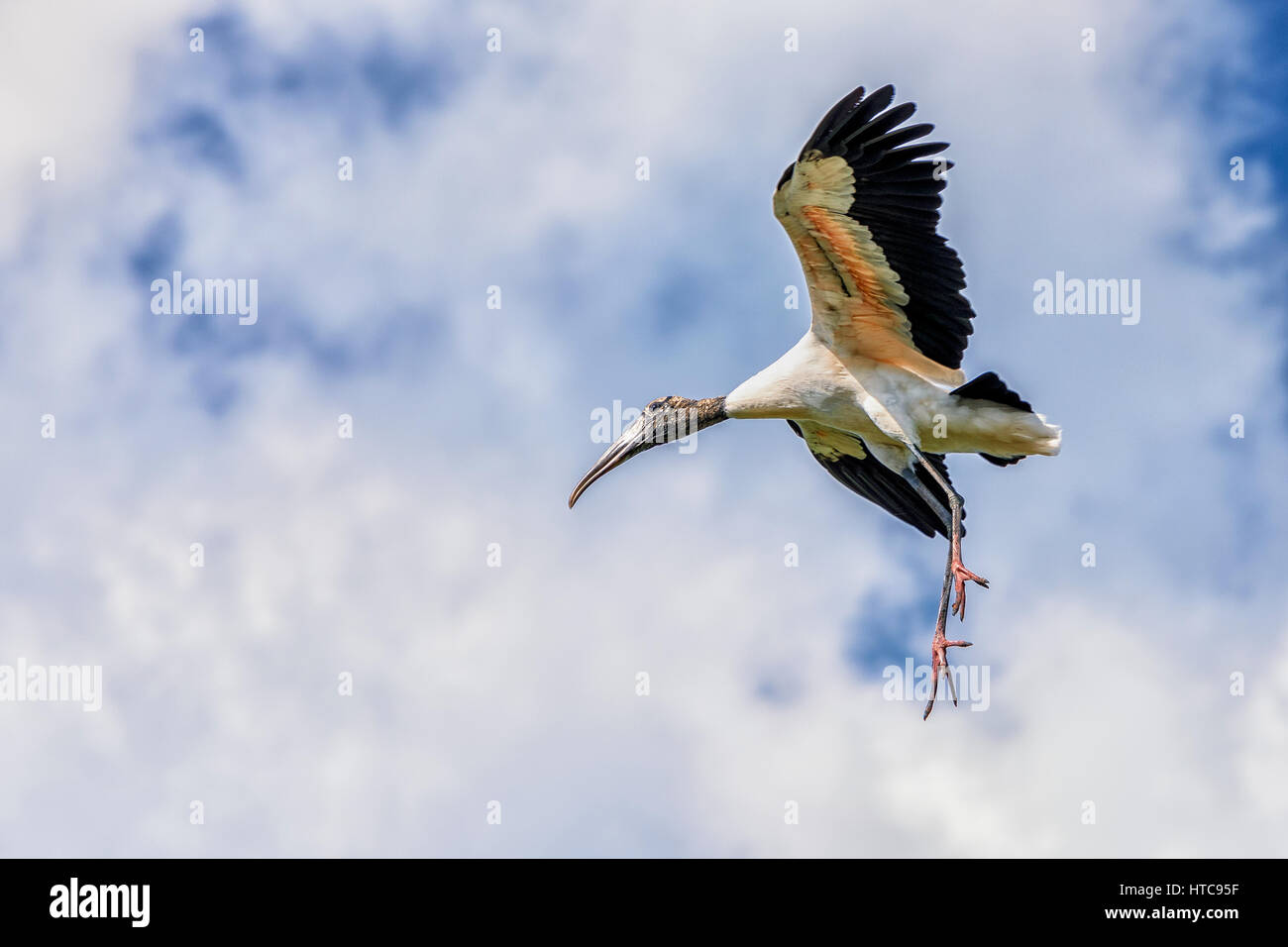 Avian nature hi-res stock photography and images - Alamy
