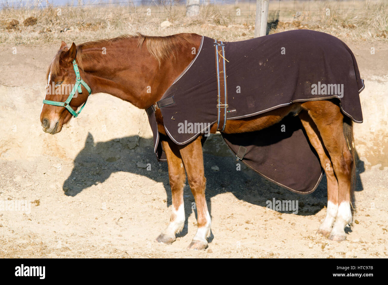 Side view portrait of thoroughbred saddle horse in bridle and blanket ...