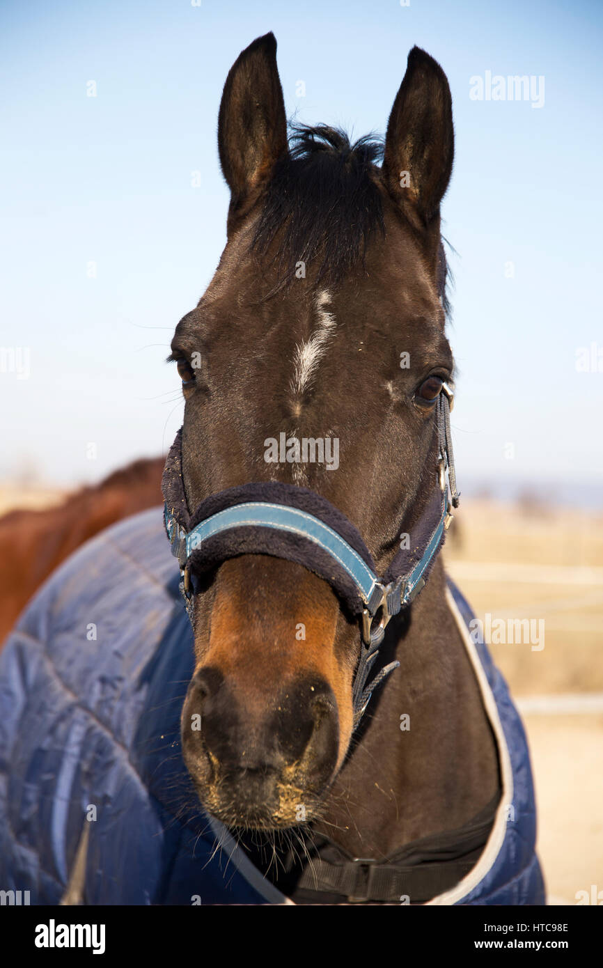 Front view portrait of a young bay colored stallion wintertime Stock ...