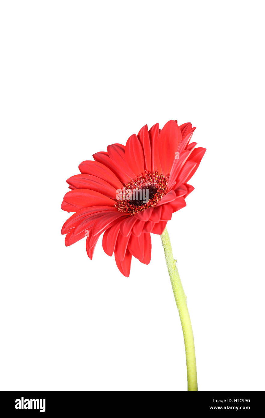 Single gerbera flower isolated on white, floral theme Stock Photo - Alamy