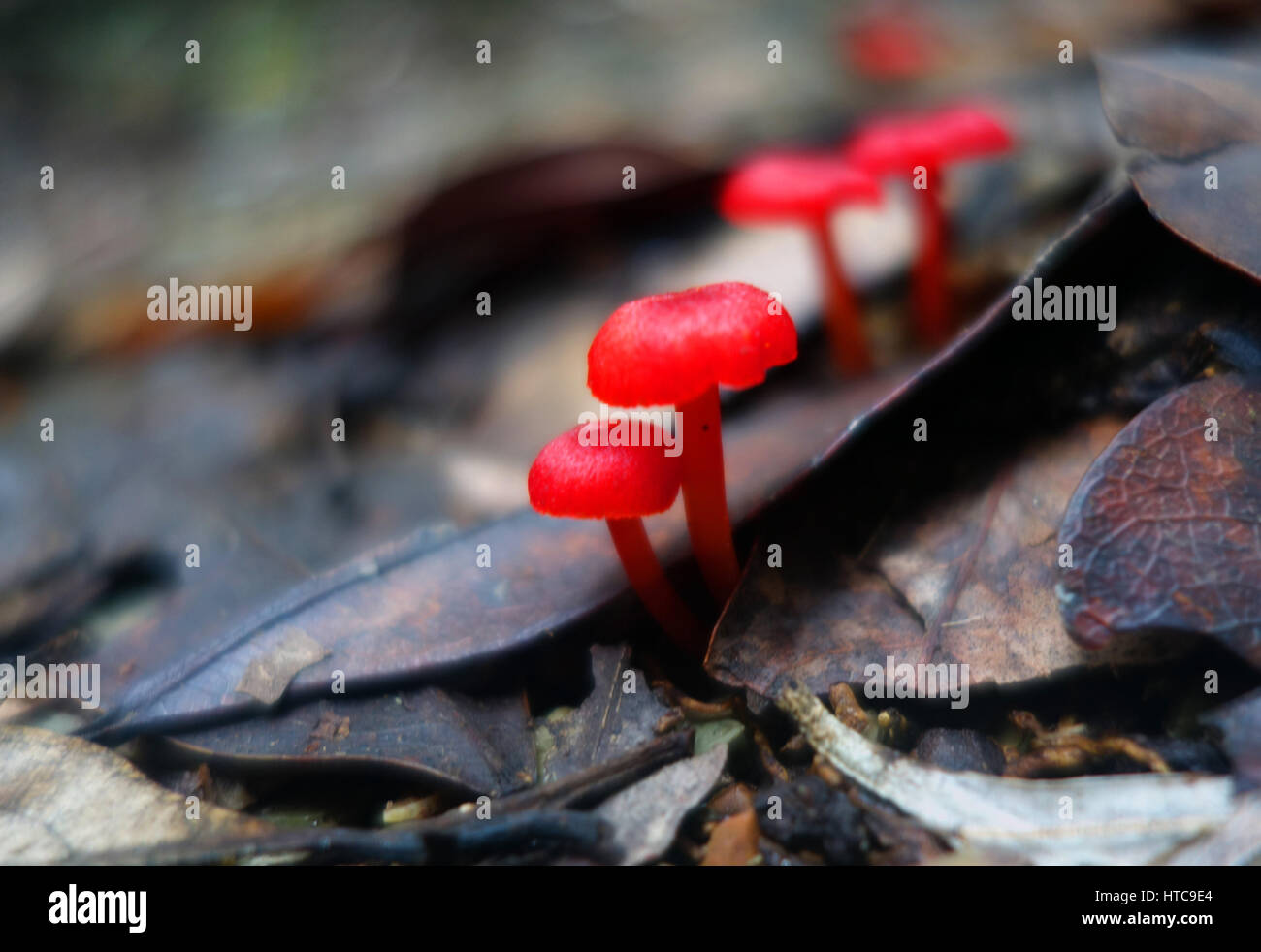 Ruby bonnet mushrooms (Mycena viscidocruenta) amongst the leaf litter ...
