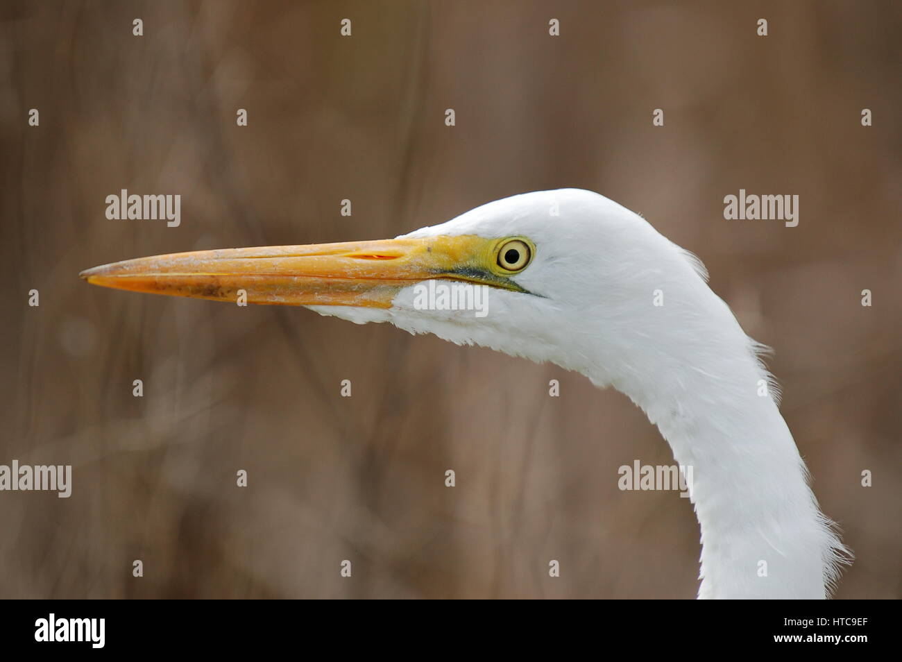 head of a great egret Stock Photo - Alamy