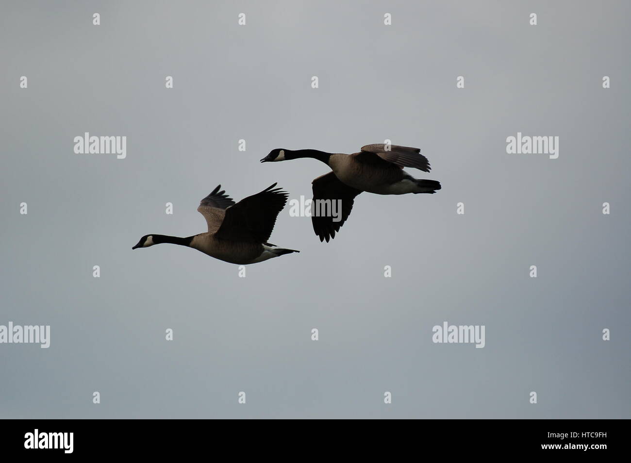 geese in flight Stock Photo - Alamy