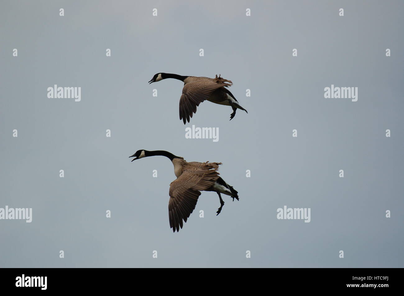 geese in flight Stock Photo - Alamy