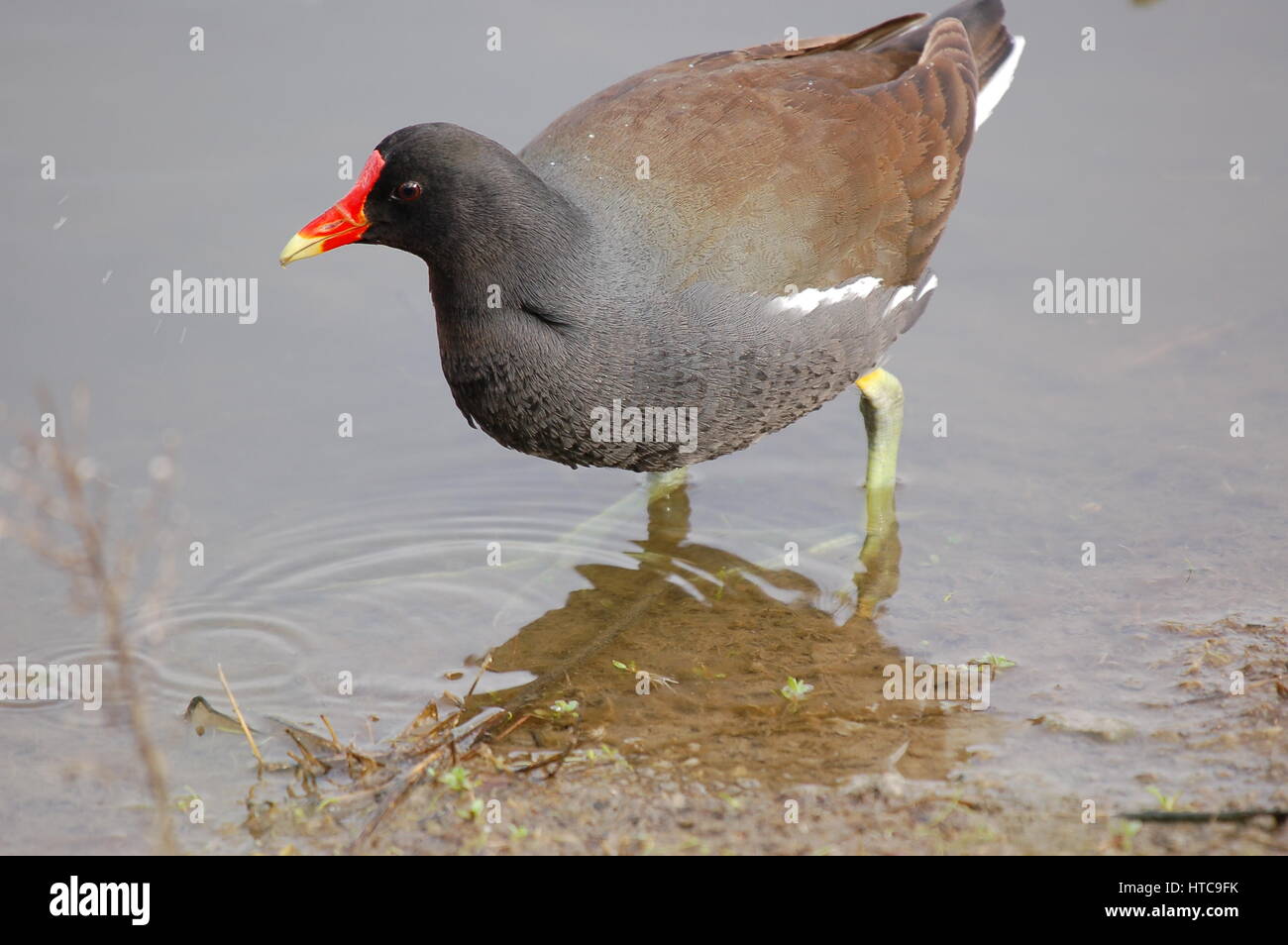 Red feet beak hi-res stock photography and images - Alamy